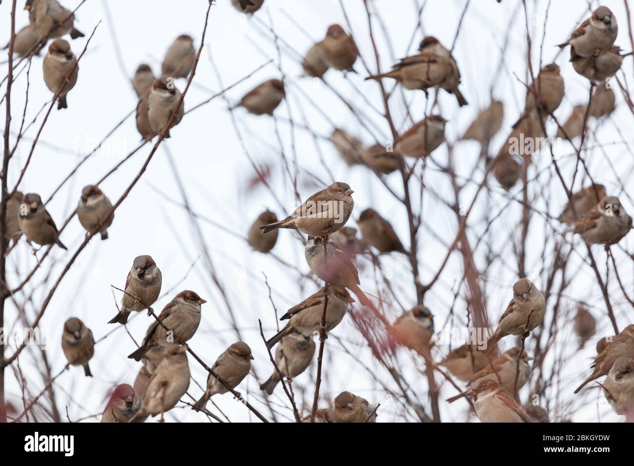 A flock of house sparrows sitting on a branch Stock Photo - Alamy