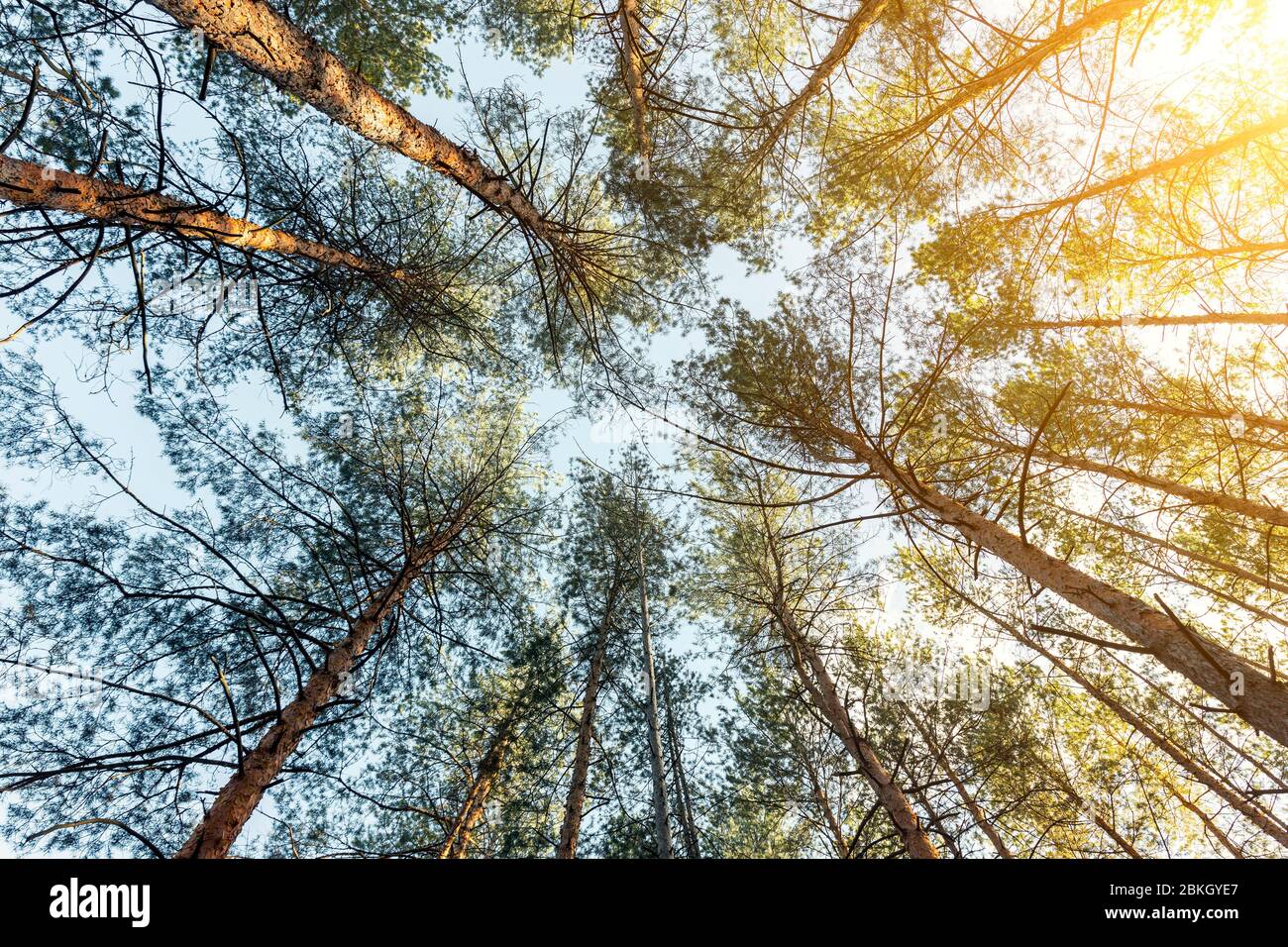 Sunrise morning coniferous evergreen nz forest warm natural landscape ...