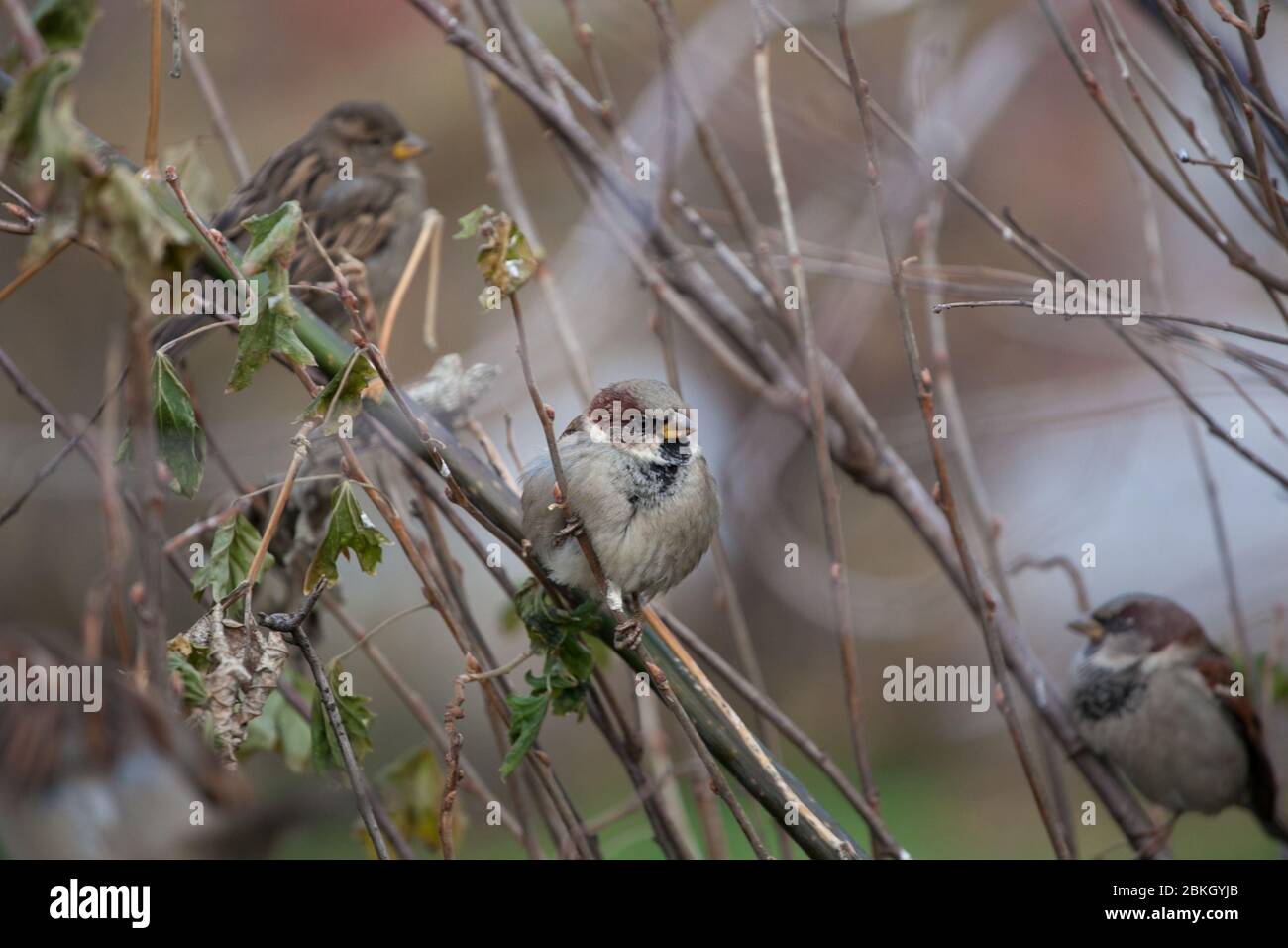 Three house sparrows sitting on a branch Stock Photo - Alamy