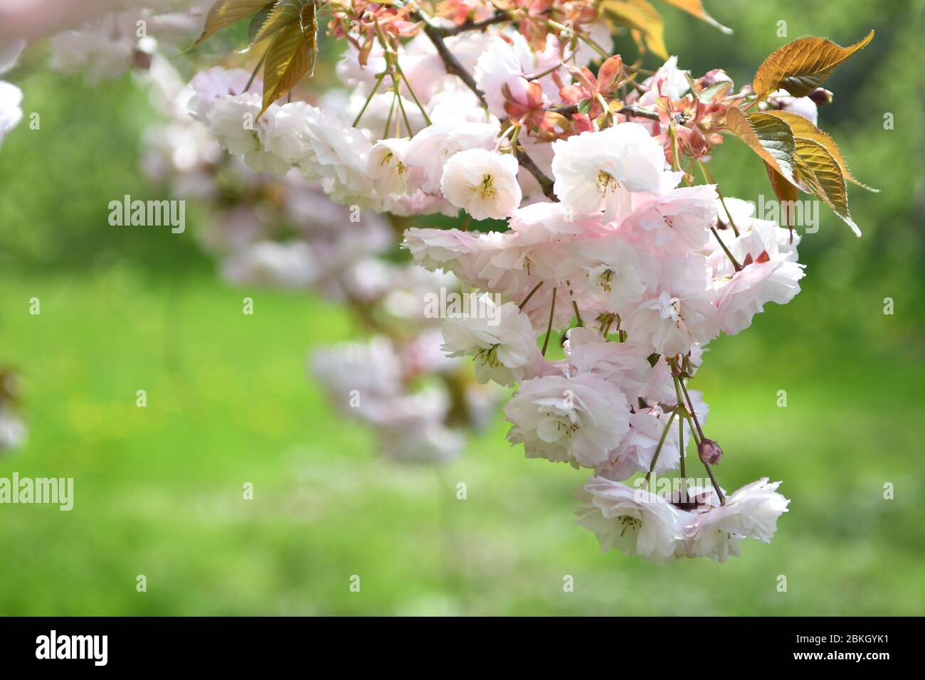 Spring in New York City, USA Stock Photo - Alamy