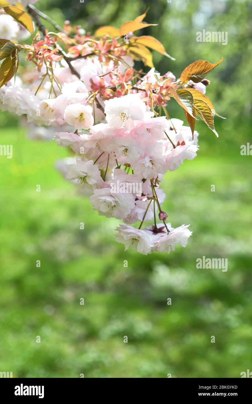 Spring in New York City, USA Stock Photo - Alamy