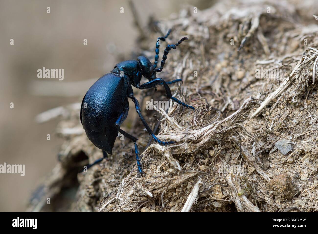 Violet Oil Beetle (Meloe violaceus), Peak District National Park, UK ...
