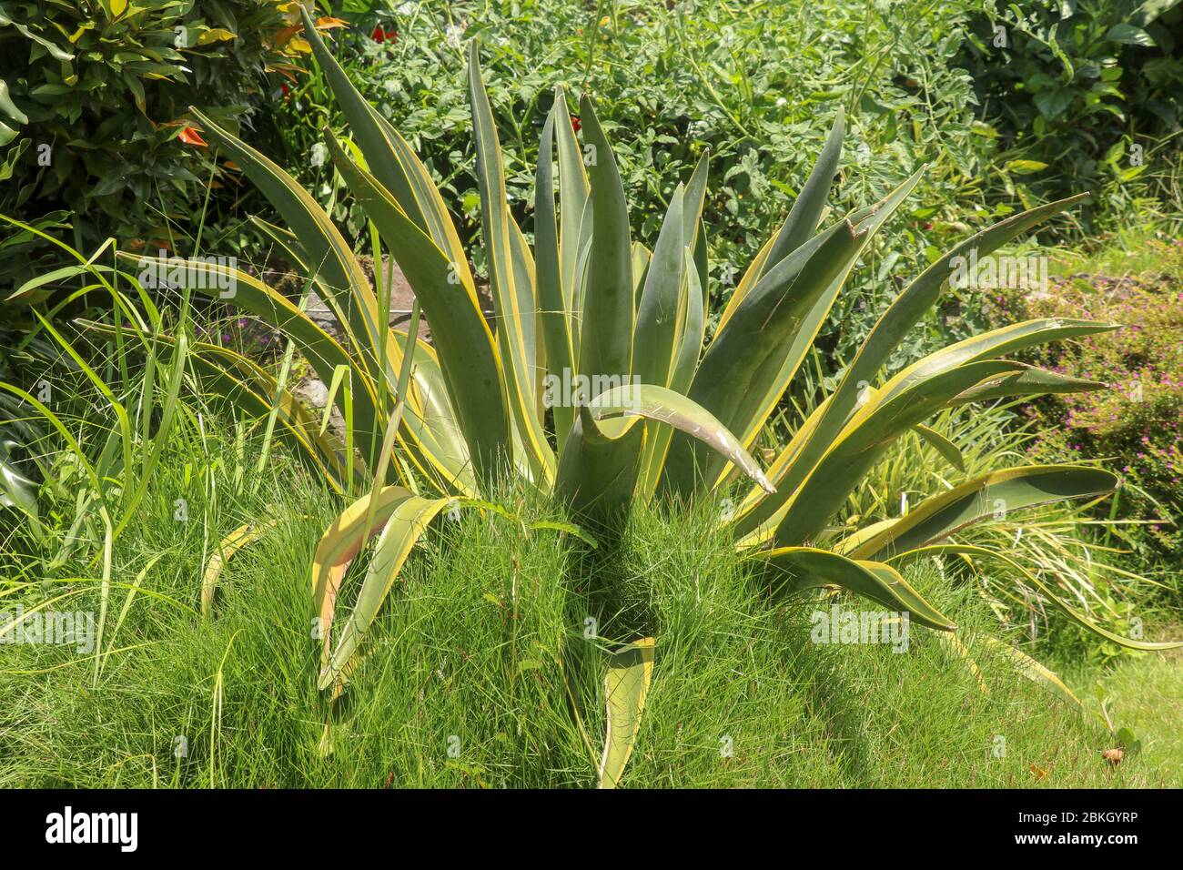 Natural texture of Agave americana or American aloe. Agave americana ...