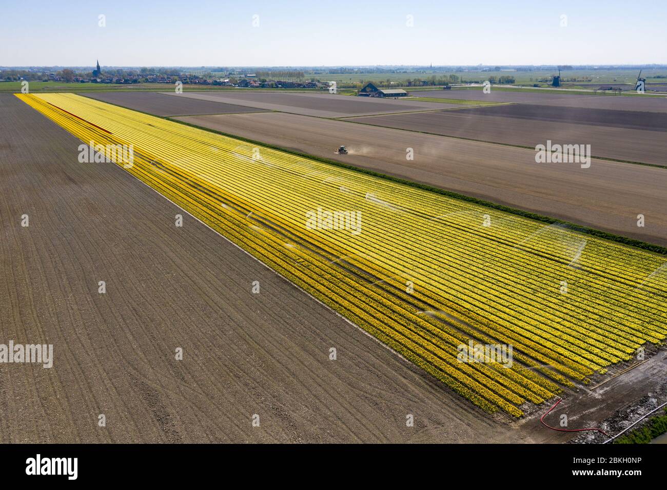 Sprinkling flower hi-res stock photography and images - Alamy