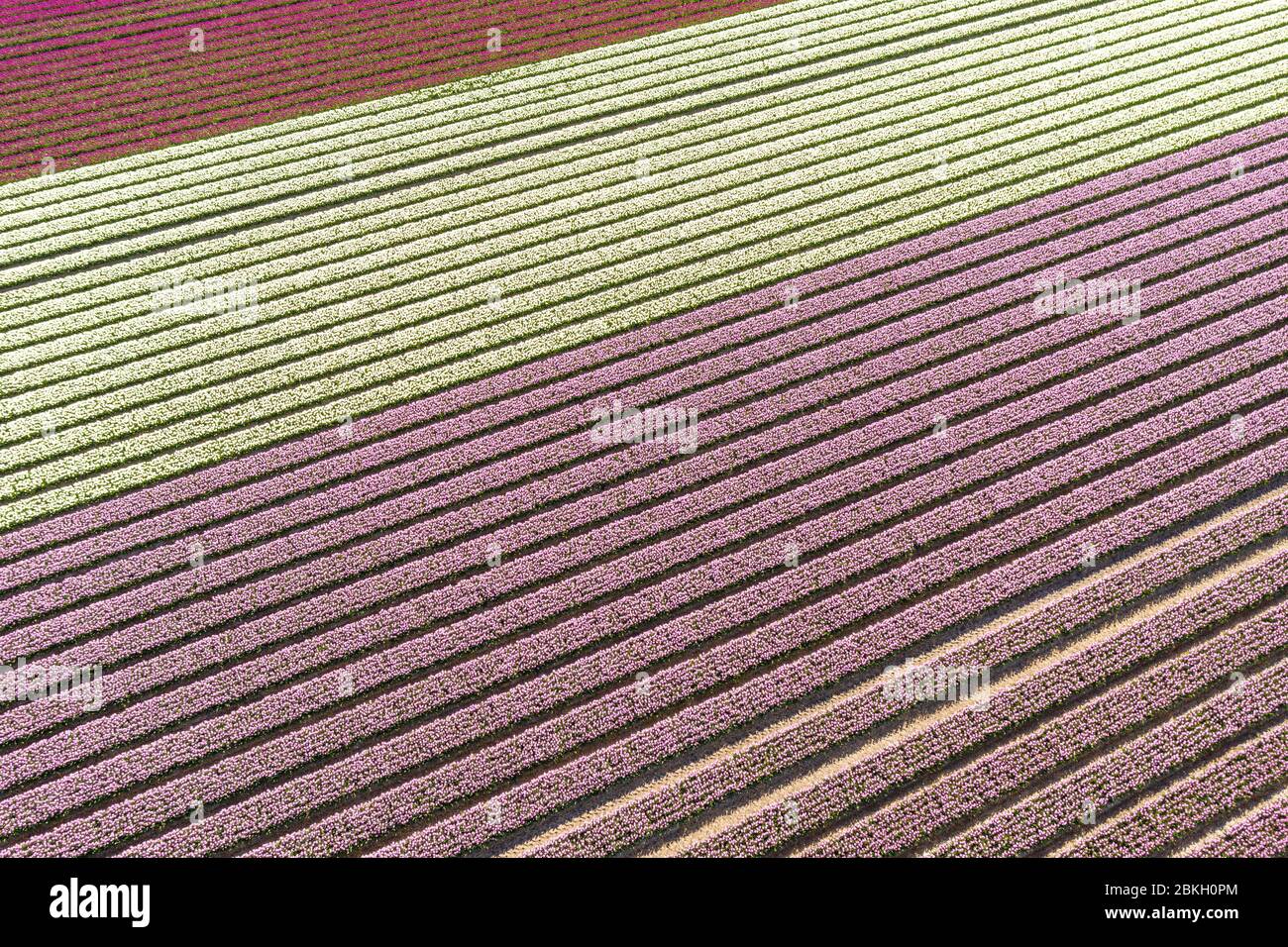 Lines of flowers in field in full bloom Stock Photo - Alamy