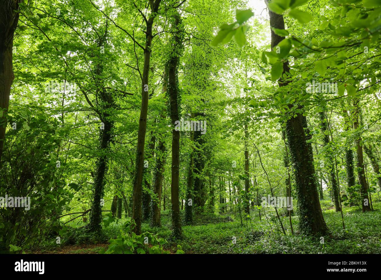Lush vegetation in springtime in a green forest in England. Background ...