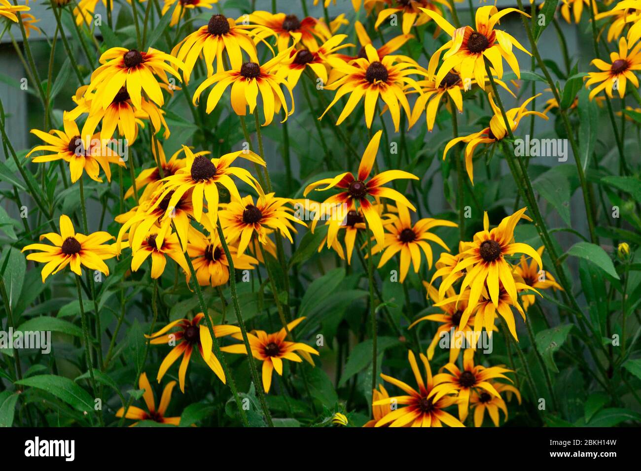 Flowers of yellow rudbeckia in the garden Stock Photo - Alamy
