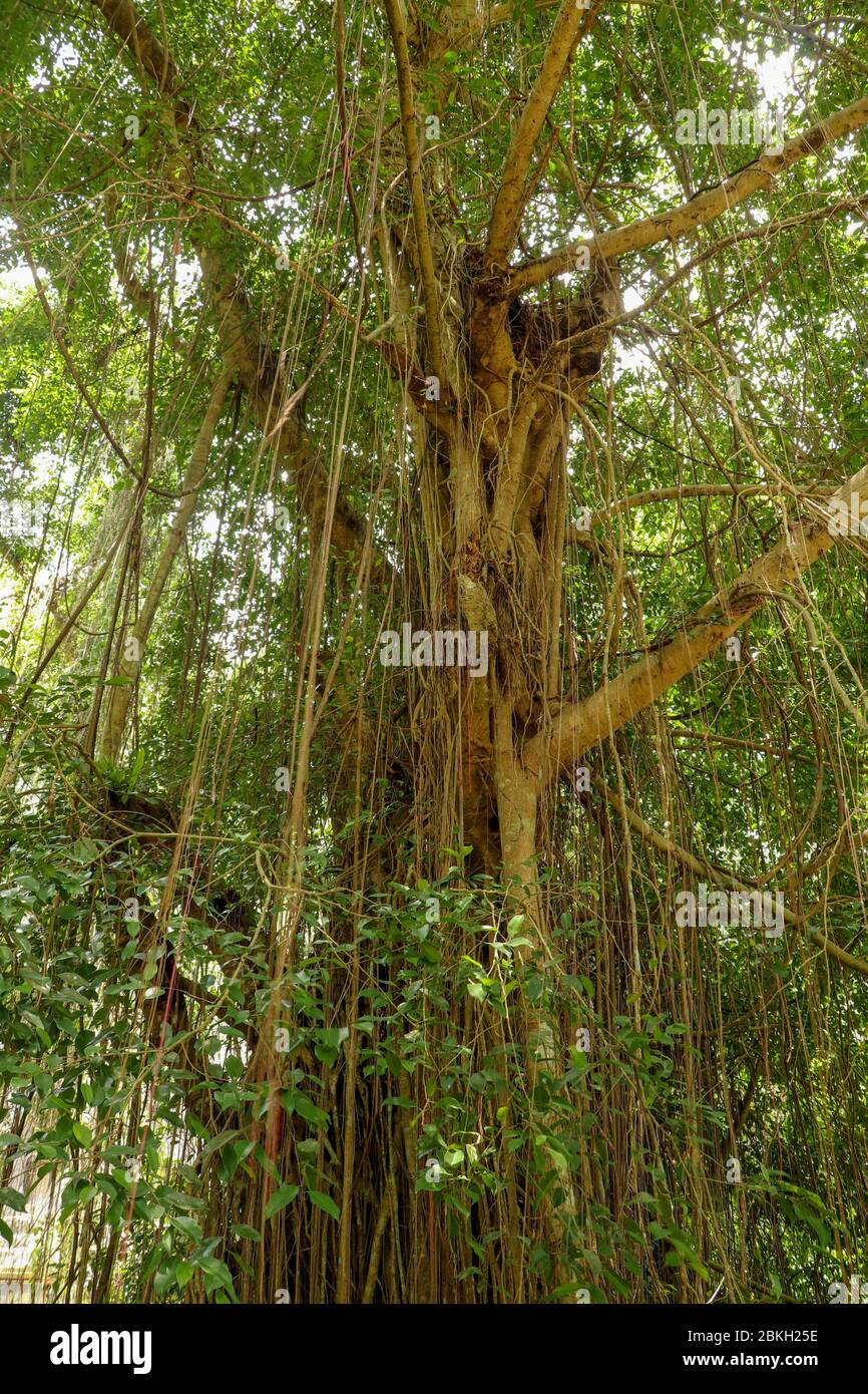 Ficus Elastica covered with long lianas in the rainforest. Rubber Fig ...