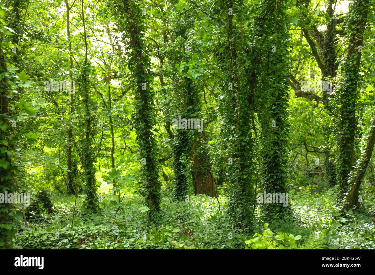 Lush vegetation in springtime in a green forest in England. Background ...