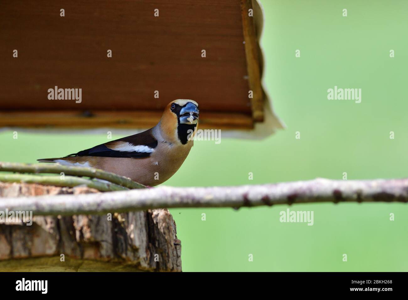 The hawfinch eating sunflowers and seeds on the fodder rack in the ...