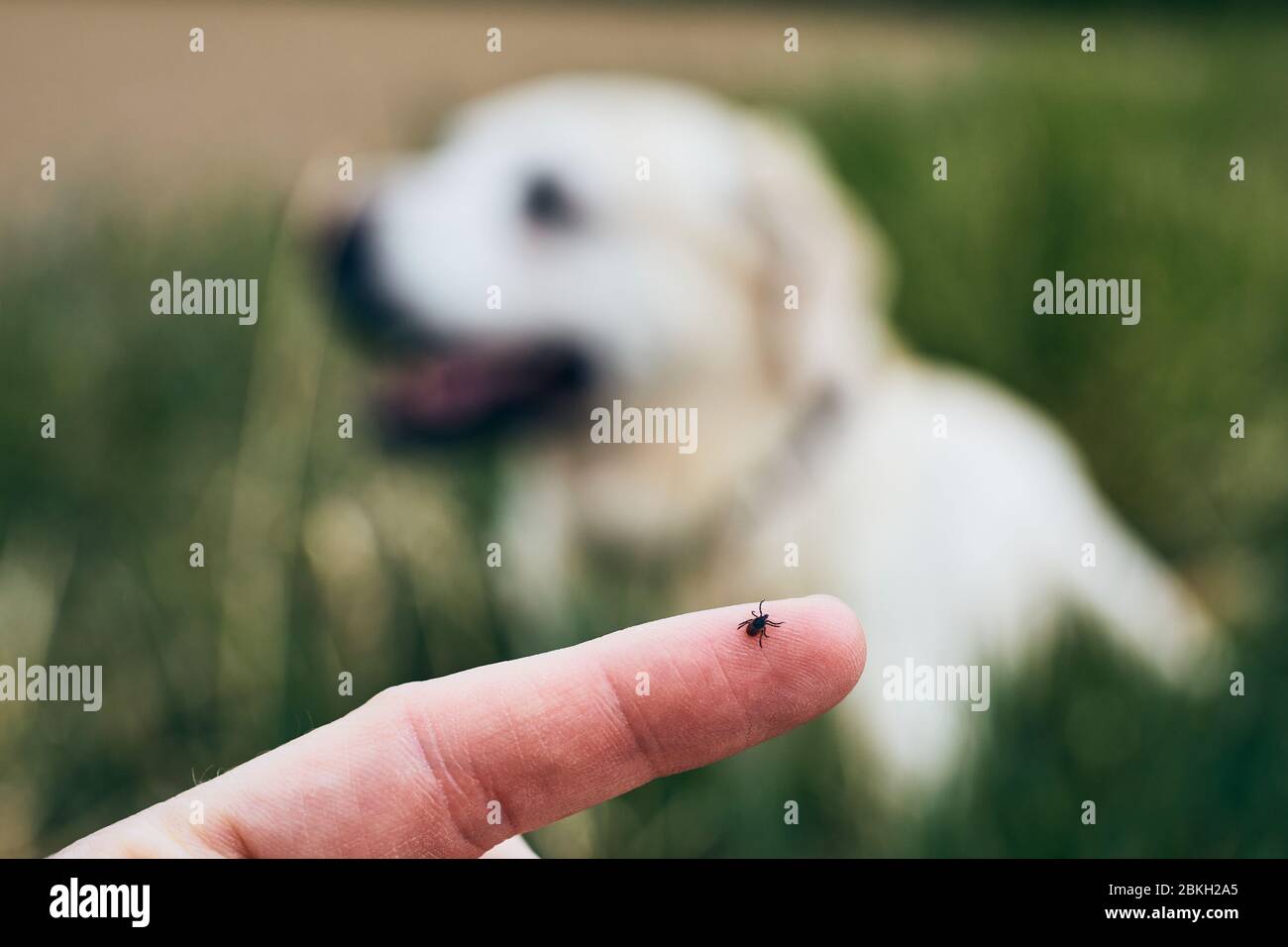 Close-up view of tick on human finger against dog lying in grass Stock ...