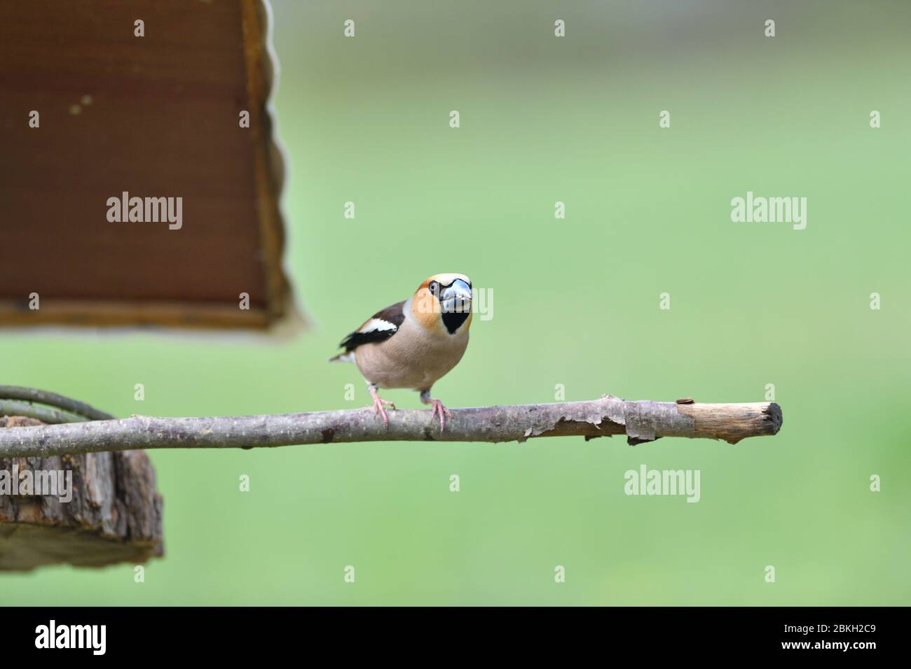 The hawfinch eating sunflowers and seeds on the fodder rack in the ...