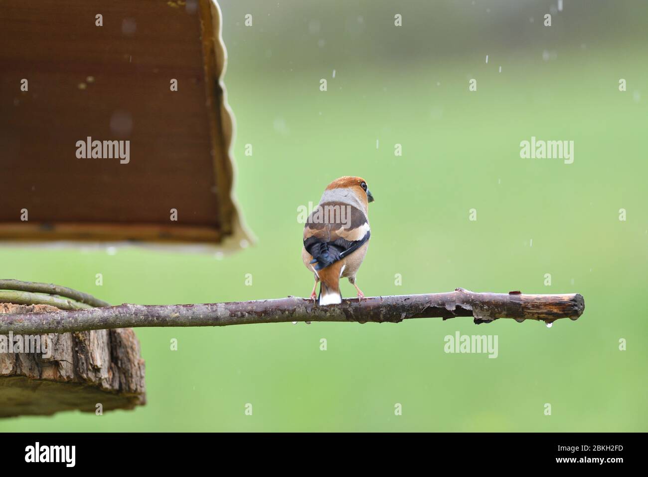 The hawfinch eating sunflowers and seeds on the fodder rack in the ...