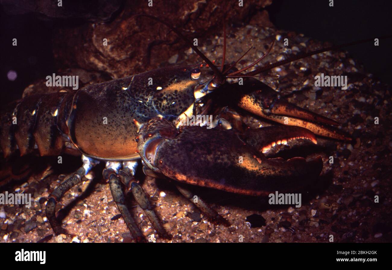 European lobster, Homarus gammarus Stock Photo - Alamy