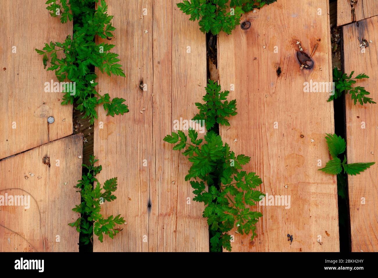 Green grass growing through the wooden boards Stock Photo - Alamy