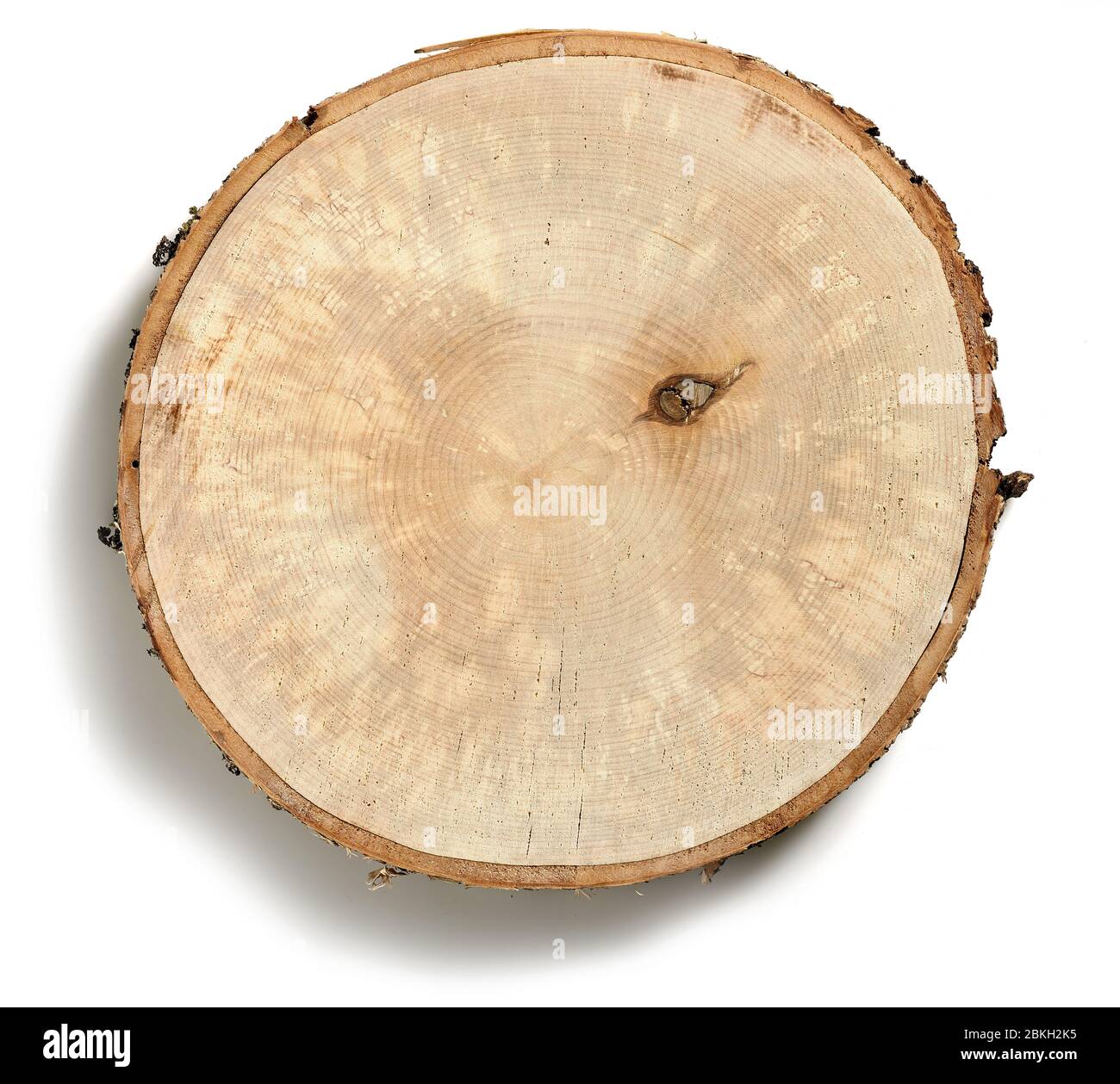 Cross section of tree trunk isolated on white background Stock Photo ...