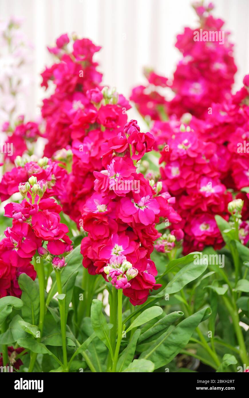Matthiola incana flower, stock flowers, cut flowers in nursery, full ...