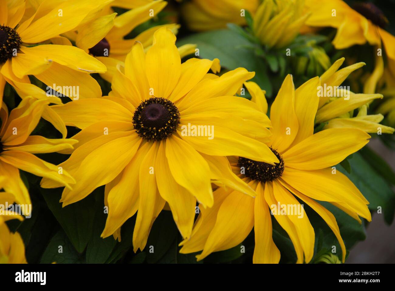 Yellow black-eyed susans, Rudbeckia hirta, flowering in a summer garden ...