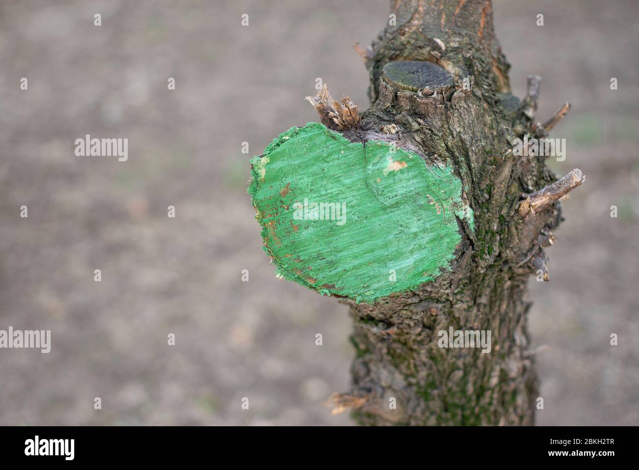 Pruning paint hi-res stock photography and images - Alamy