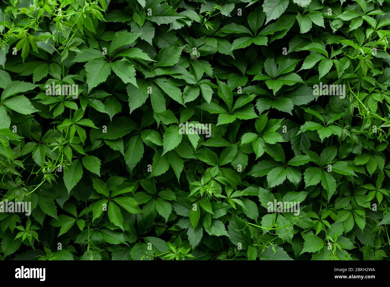 Texture of green Ivy wall with leaves Stock Photo - Alamy