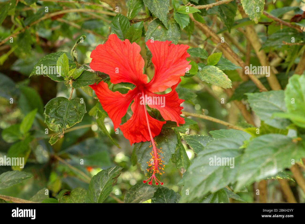 Close up Red Shoe Flower facing sideways in the garden. Hibiscus rosa ...