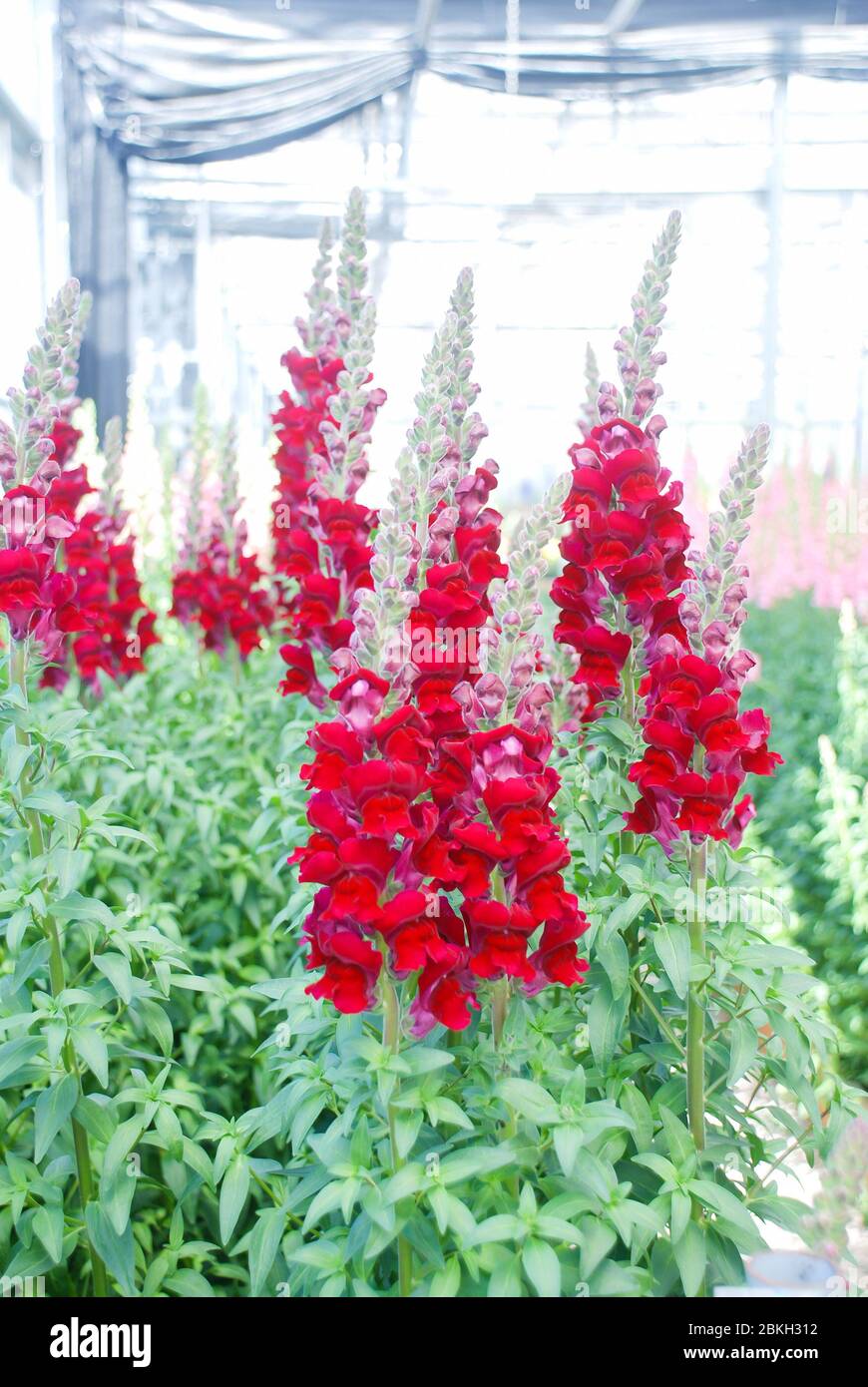 Red snap dragon plant hi-res stock photography and images - Alamy