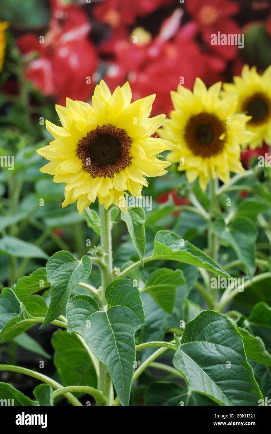 Helianthus annuus, small and potted sunflowers. dwarf helianthus, small ...
