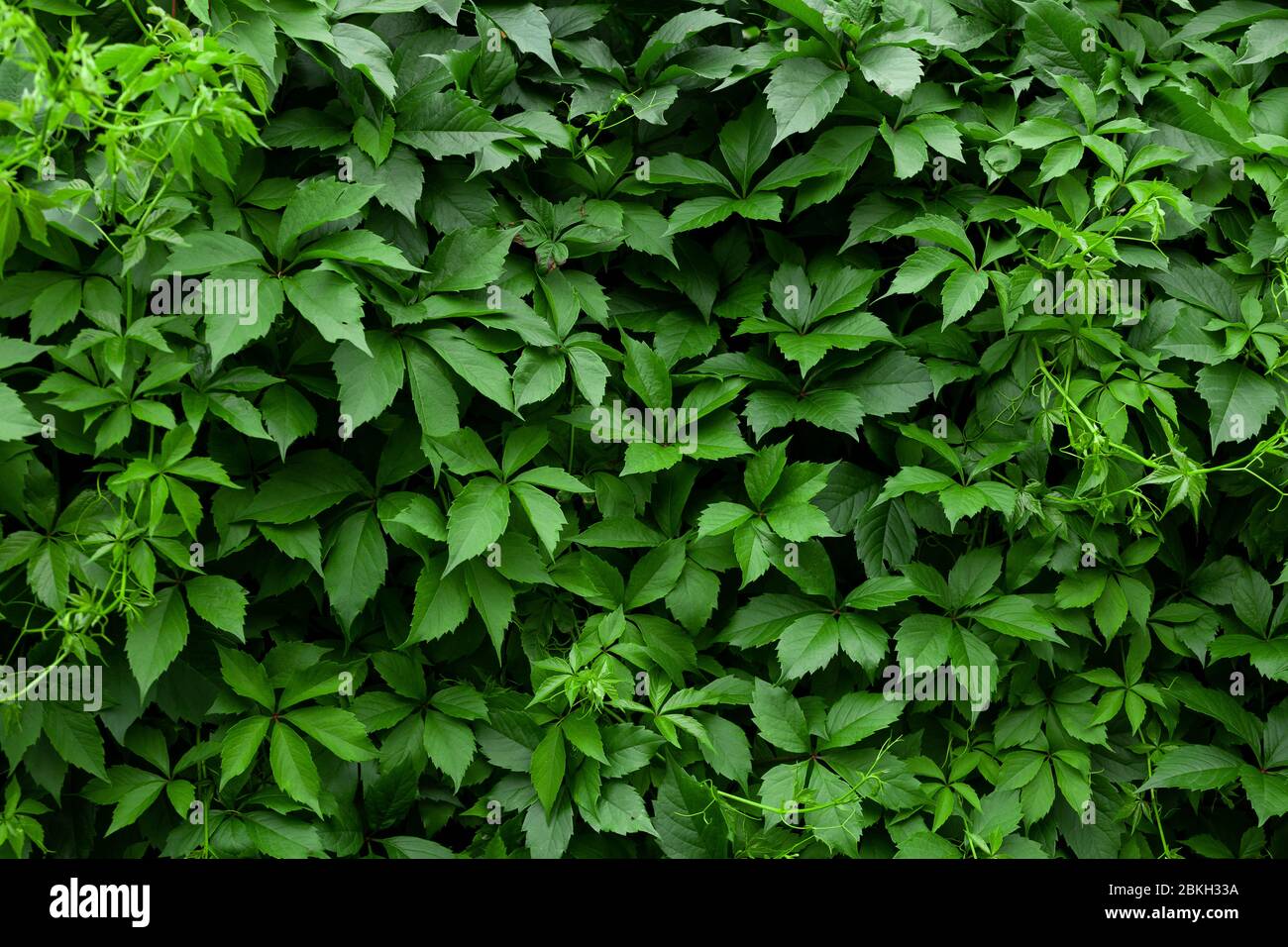 Texture of green Ivy wall with leaves Stock Photo - Alamy