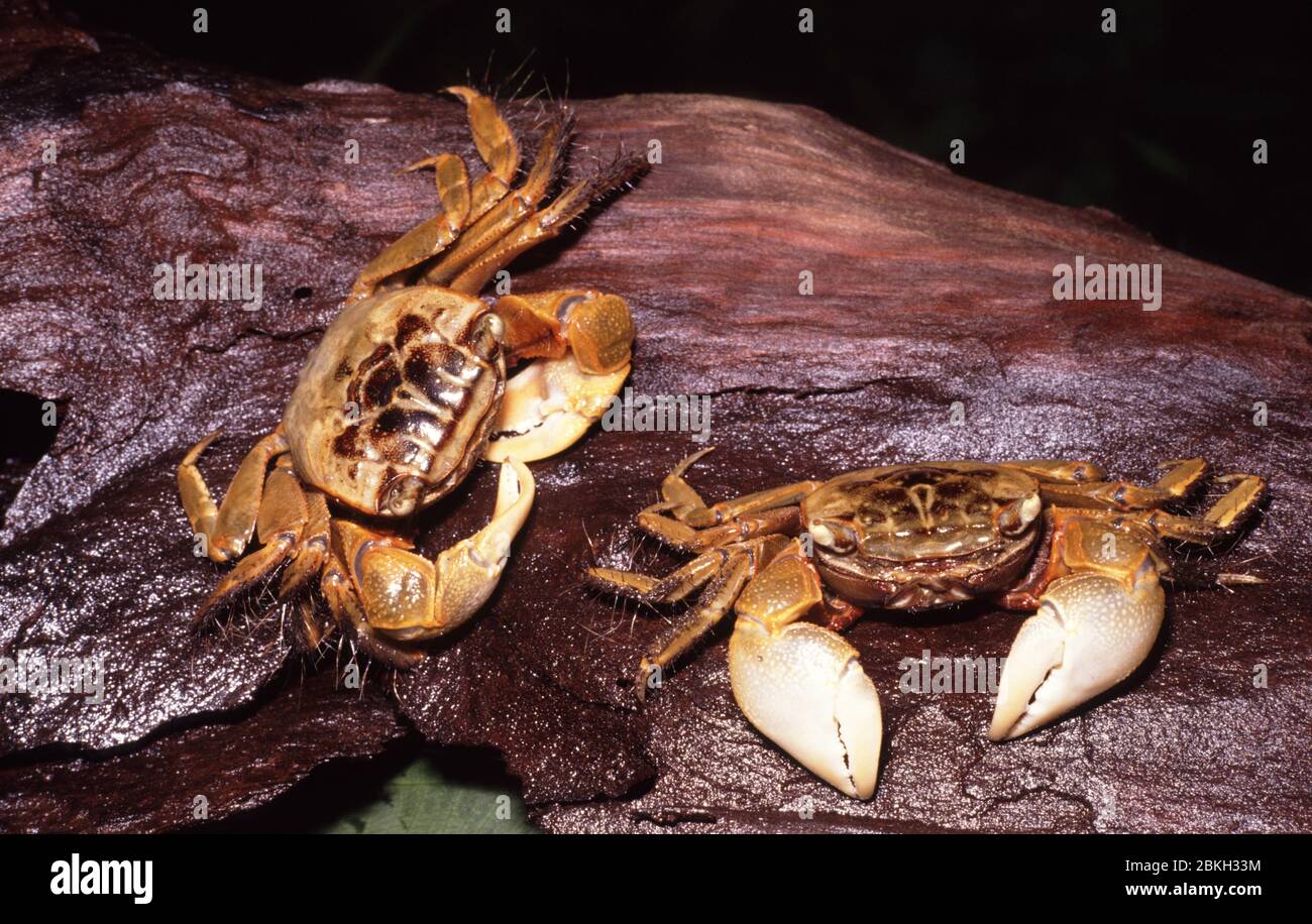 Violet Tree-climbing Crab (Episesarma versicolor Stock Photo - Alamy
