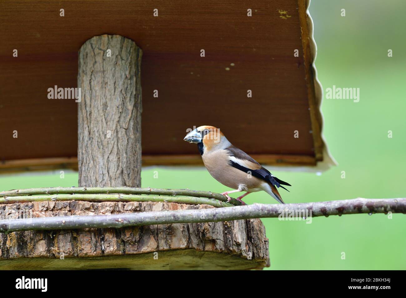 The hawfinch eating sunflowers and seeds on the fodder rack in the ...