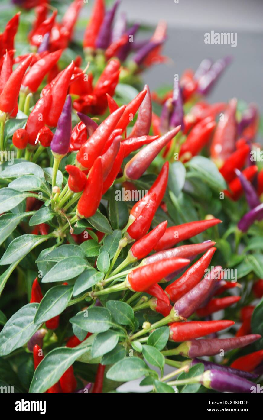 Dwarf ornamental pepper plant hi-res stock photography and images - Alamy