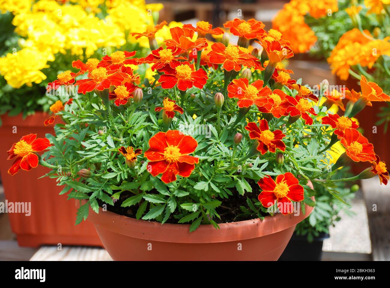 Tagetes patula french marigold in bloom, orange yellow flowers, green ...