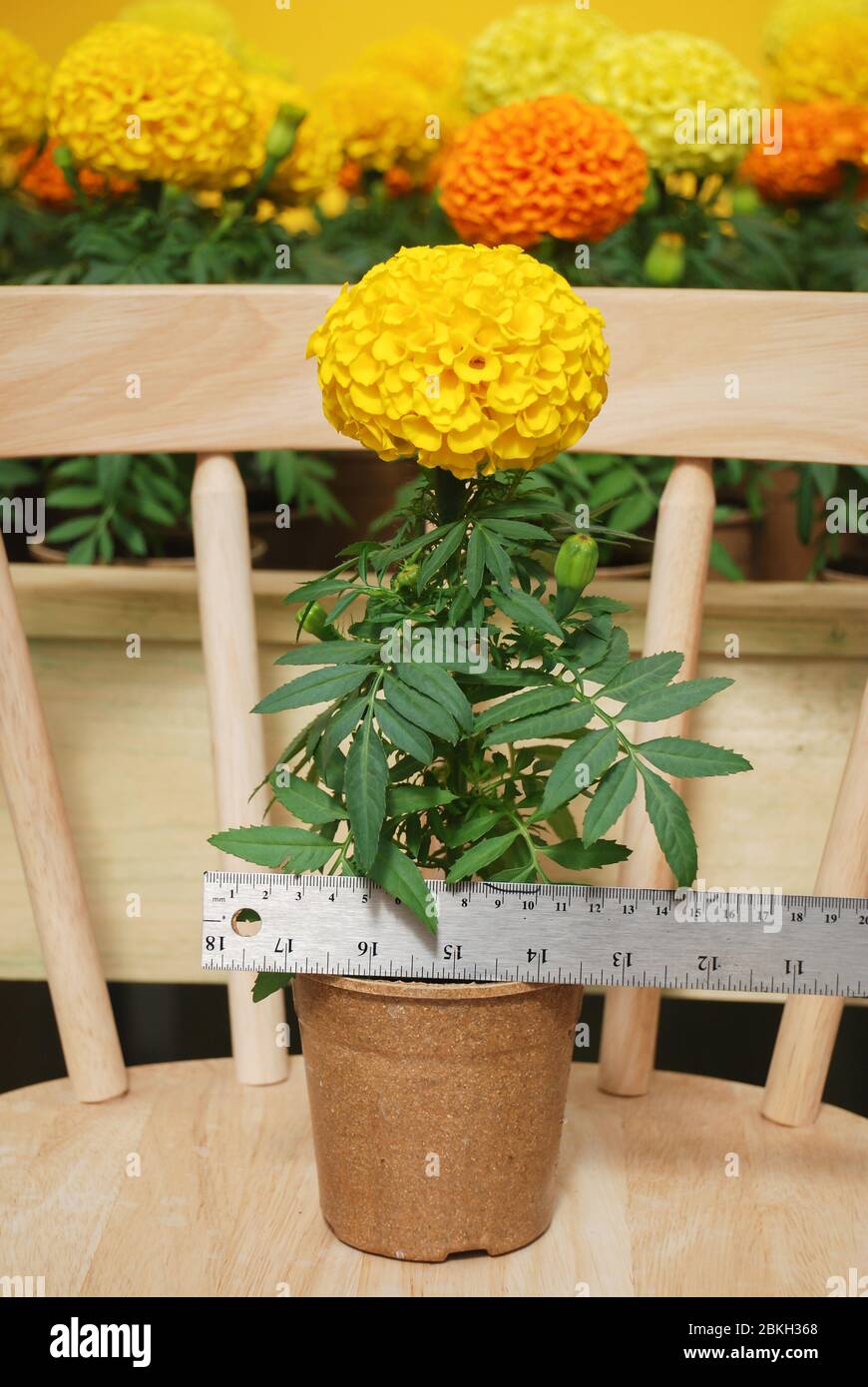 Marigolds Yellow Color (Tagetes erecta, Mexican marigold, Aztec ...