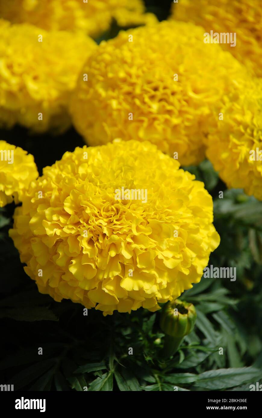 Marigolds Yellow Color (Tagetes erecta, Mexican marigold, Aztec ...