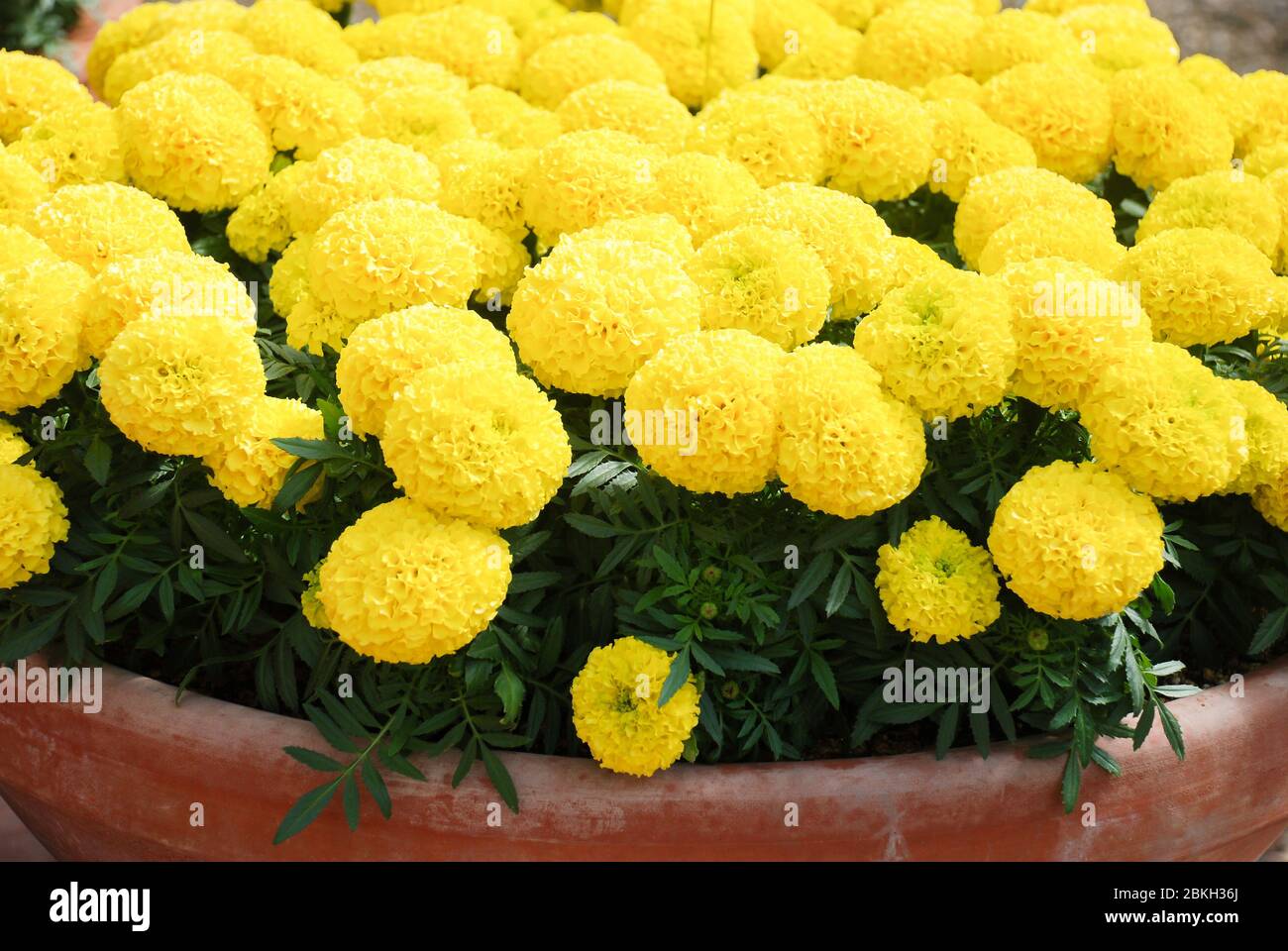 Marigolds Yellow Color (Tagetes erecta, Mexican marigold, Aztec ...