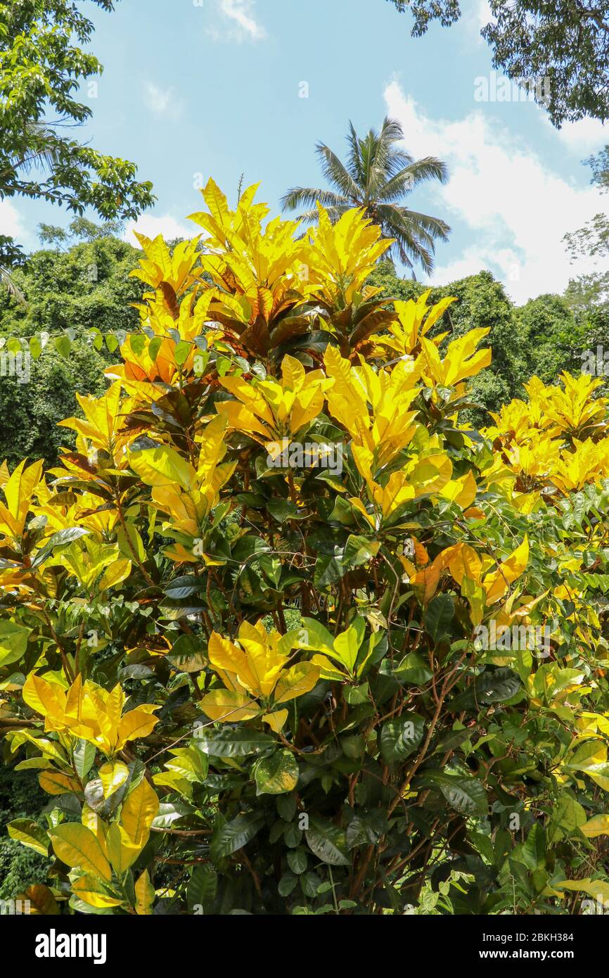 Close up of Codiaeum variegatum with large bright yellow leaves ...