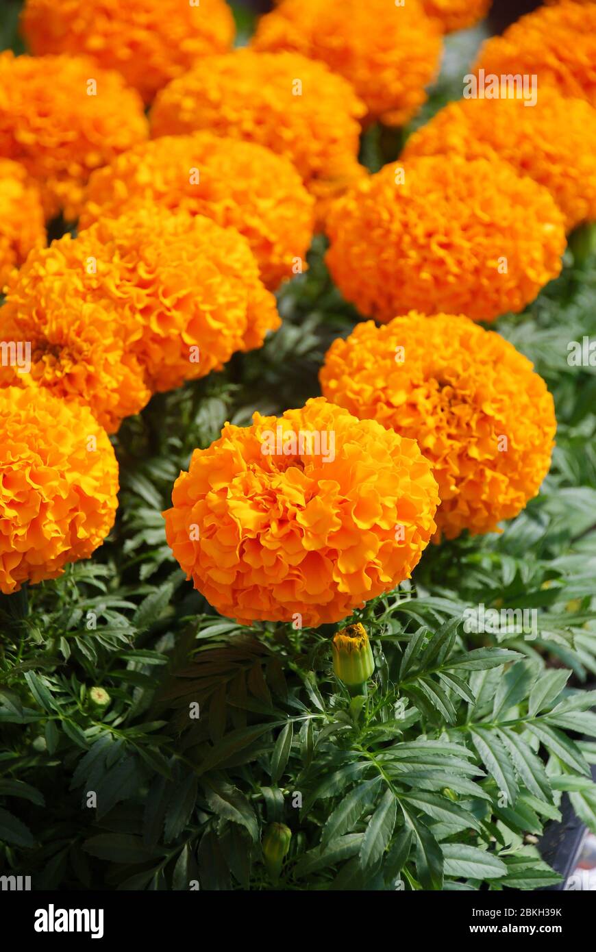 Marigolds Orange Color (Tagetes erecta, Mexican marigold, Aztec ...