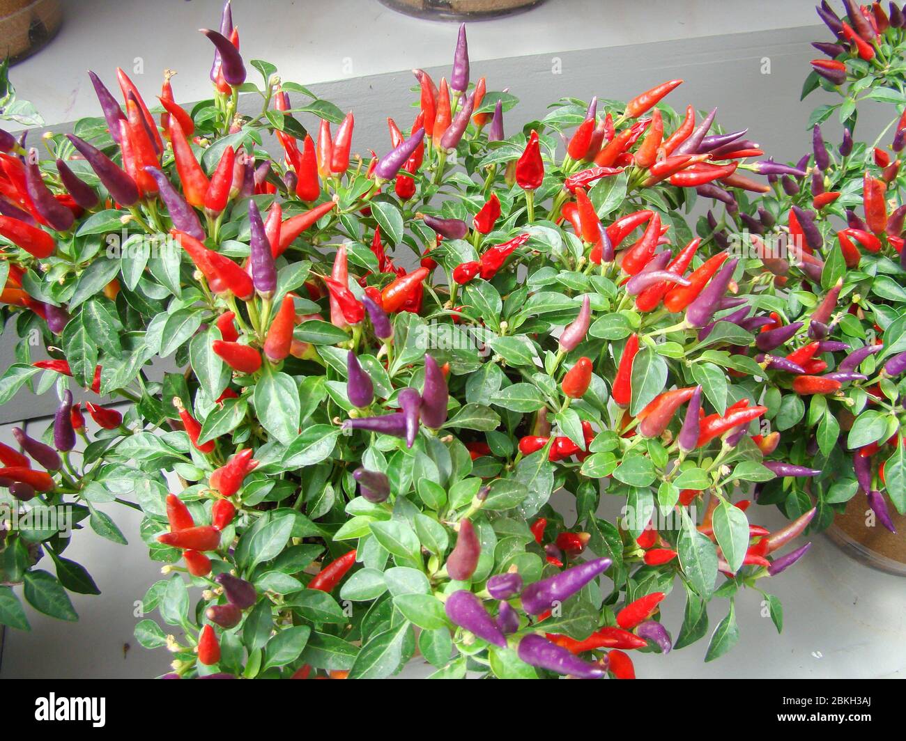 Ornamental pepper (dwarf pepper, Capsicum annuum), potted pepper ...
