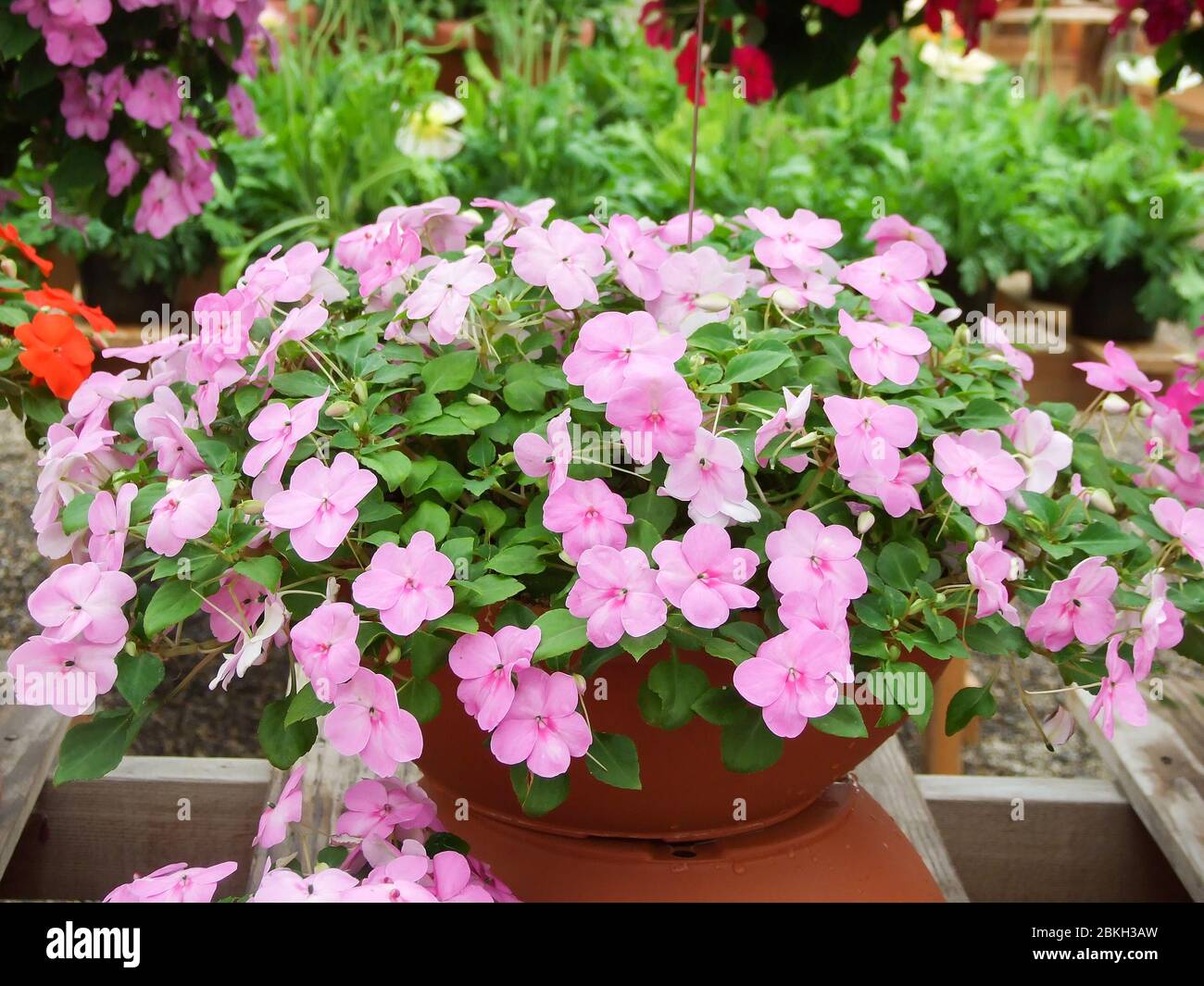 Pink Impatiens Flowers