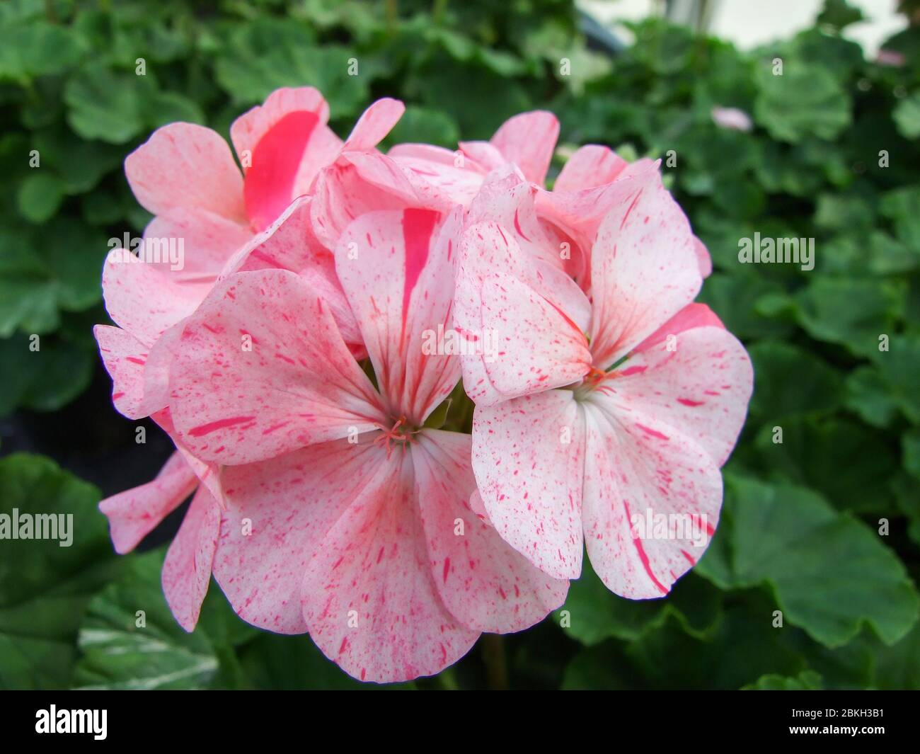 Pelargonium - Geranium Flowers showing their lovely petal Detail in the ...