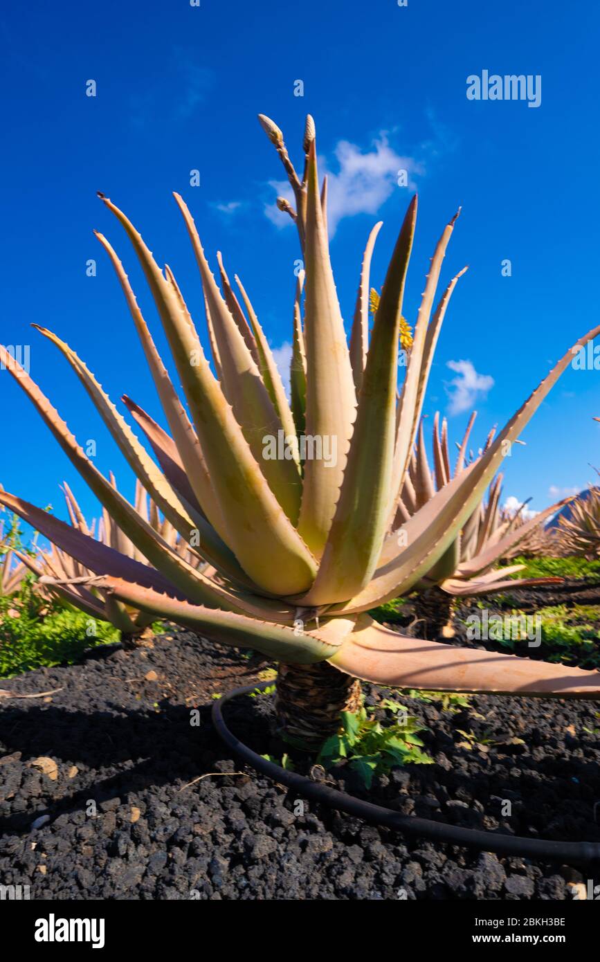 Plantation of medicinal aloe vera plant in the Canary Islands. Aloe ...