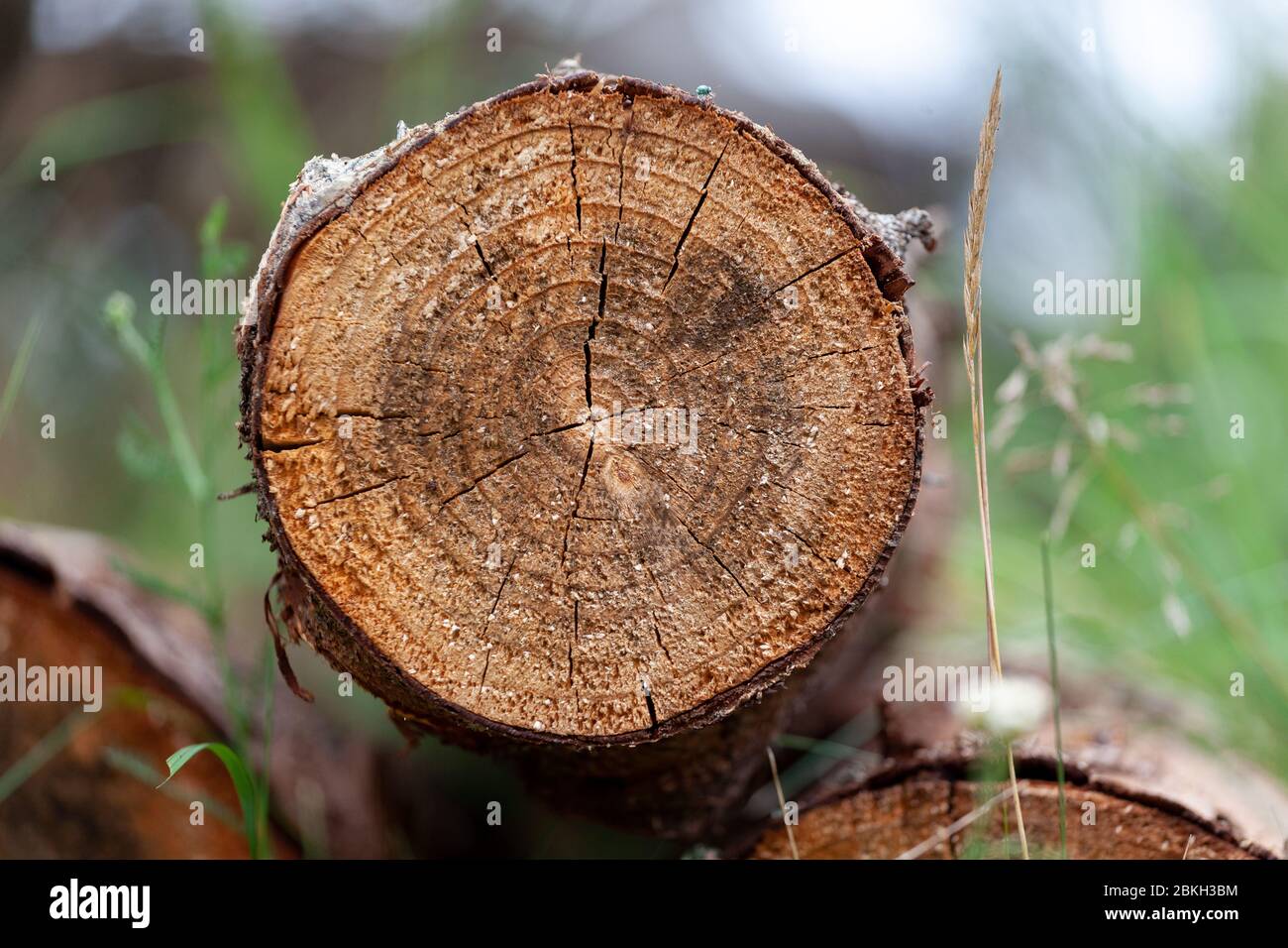Old poplar tree hi-res stock photography and images - Alamy