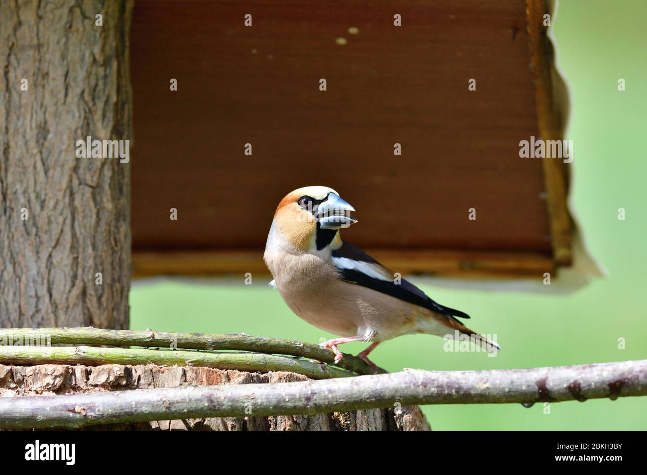 Spring fodder rack hi-res stock photography and images - Alamy