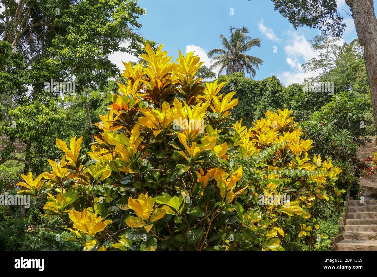 Close up of Codiaeum variegatum with large bright yellow leaves ...