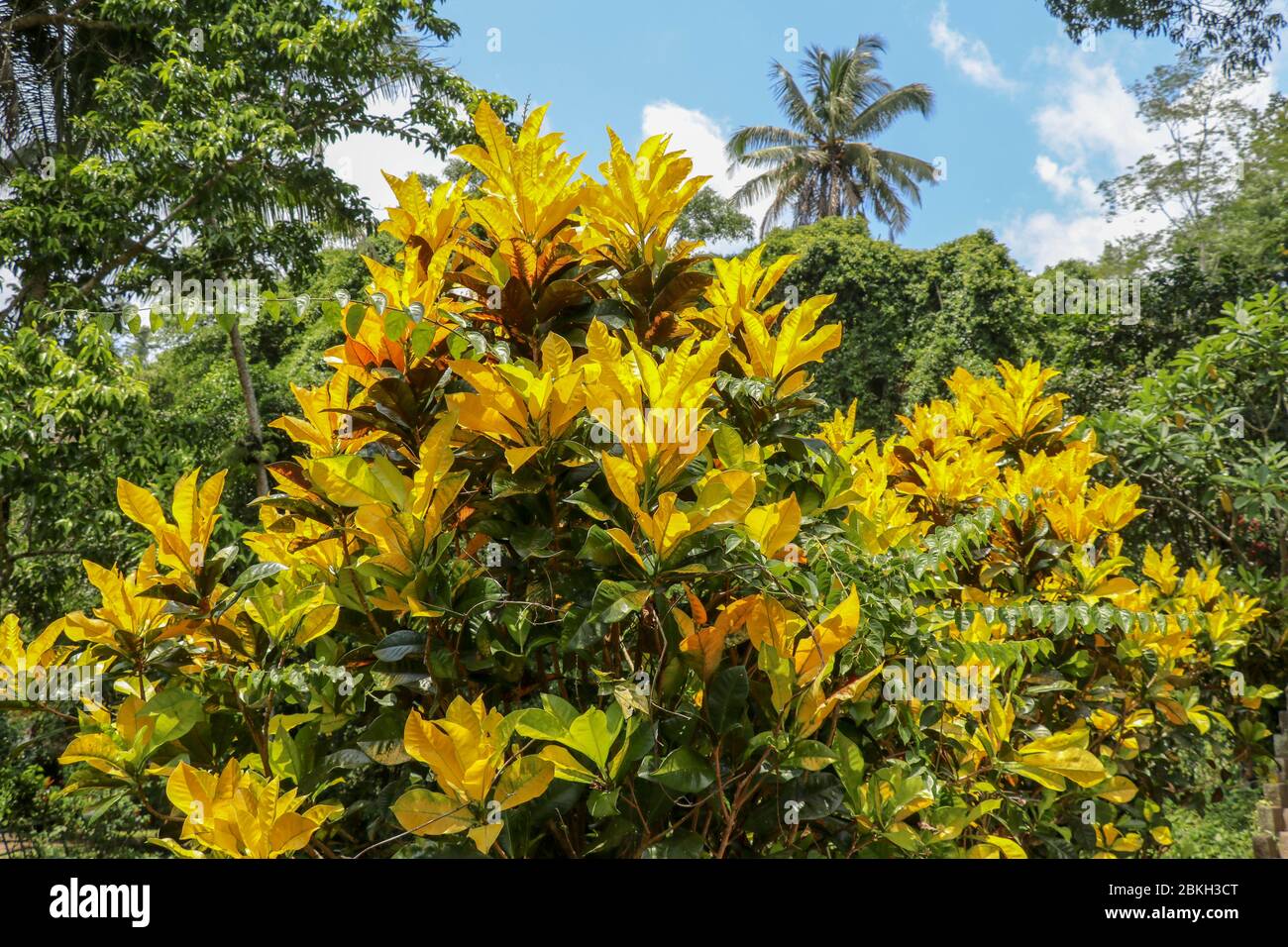 Close up of Codiaeum variegatum with large bright yellow leaves ...
