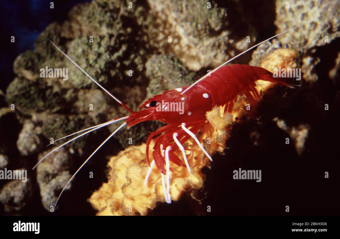 Scarlet cleaner shrimp hi-res stock photography and images - Alamy