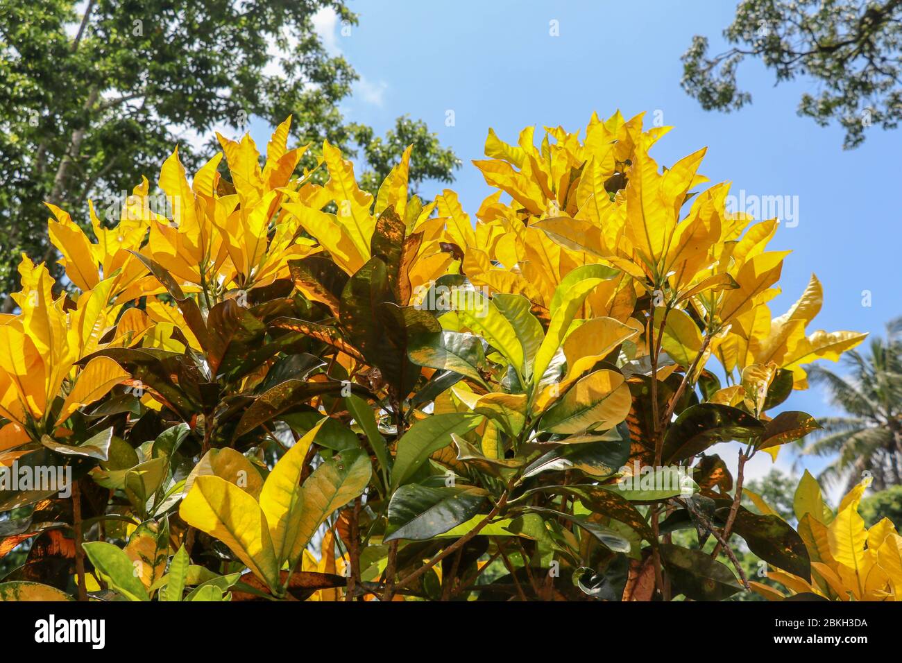 Close up of Codiaeum variegatum with large bright yellow leaves ...