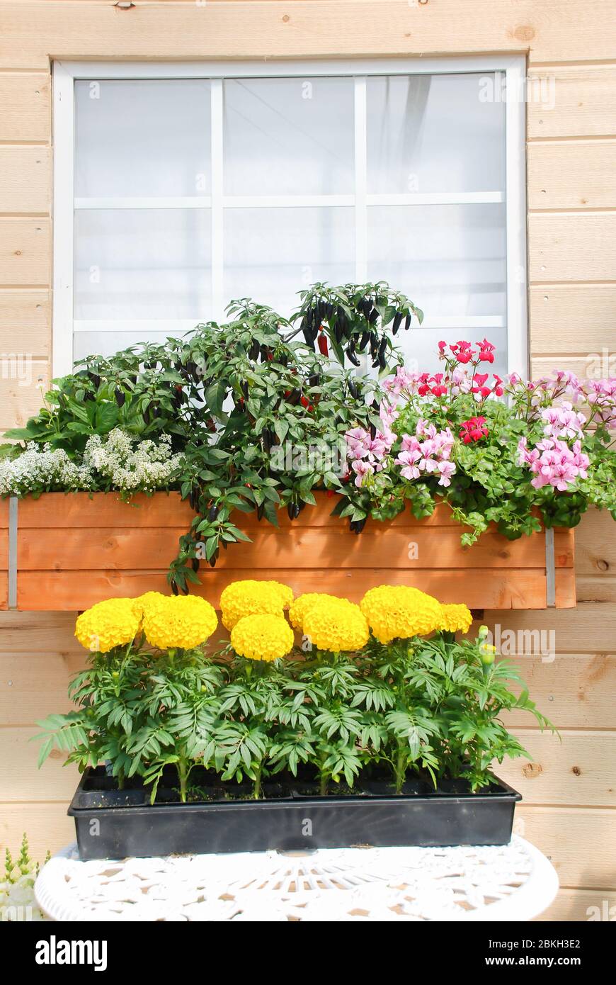 Marigolds Yellow Color (Tagetes erecta, Mexican marigold, Aztec ...