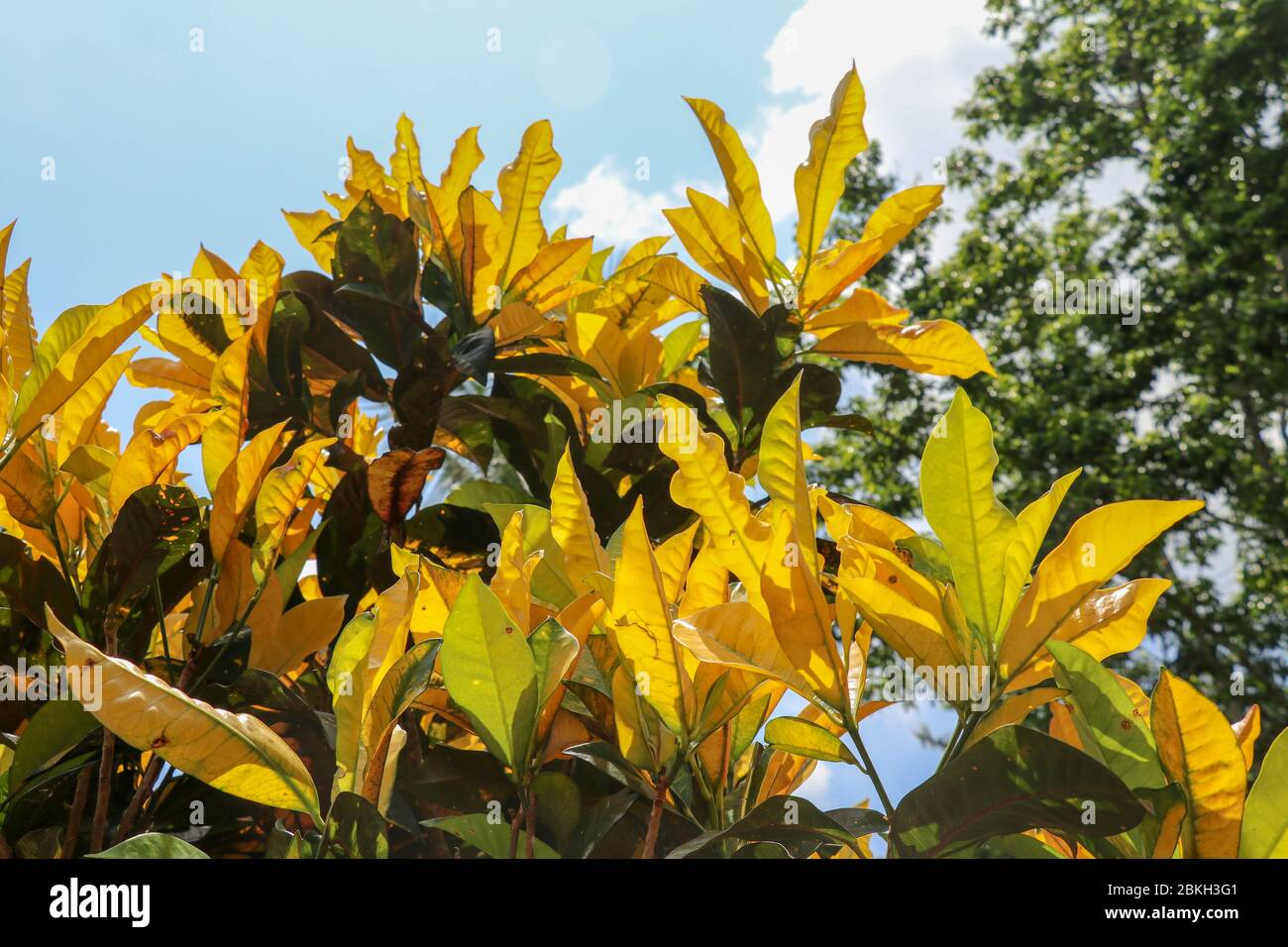 Close up of Codiaeum variegatum with large bright yellow leaves ...