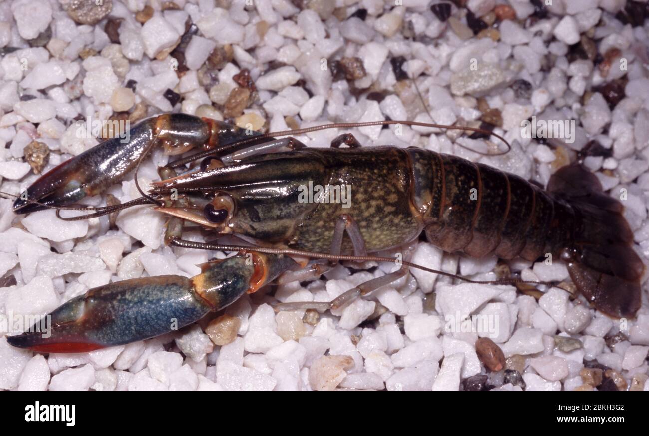 Red clawed blue crayfish, Cherax quadricarinatus Stock Photo - Alamy